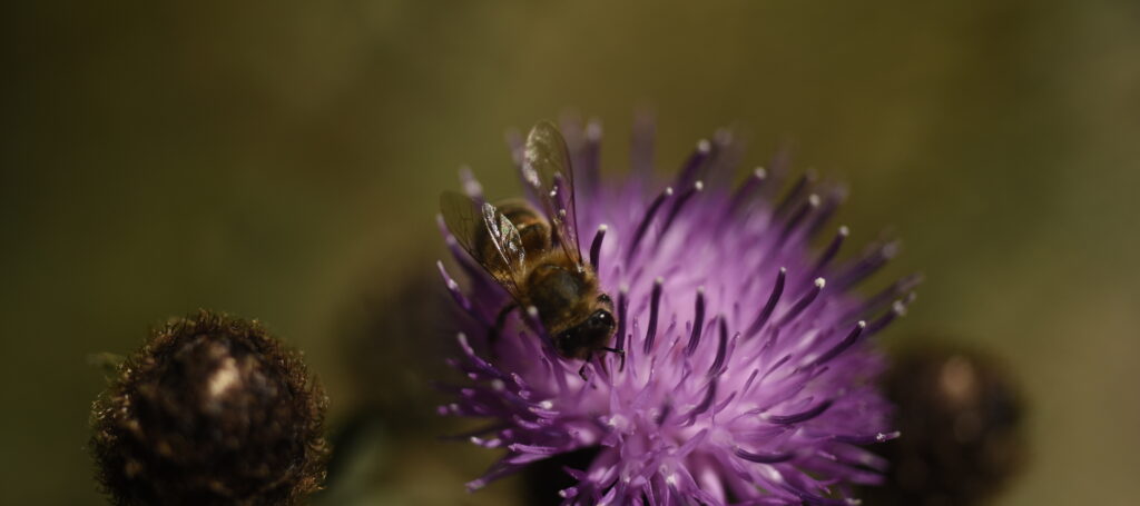 Bluecoat | World Bee Day with Andrea Ku