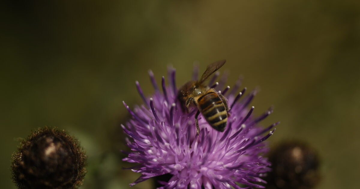 Bluecoat | World Bee Day with Andrea Ku