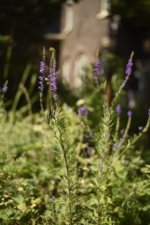 Bluecoat | World Bee Day with Andrea Ku